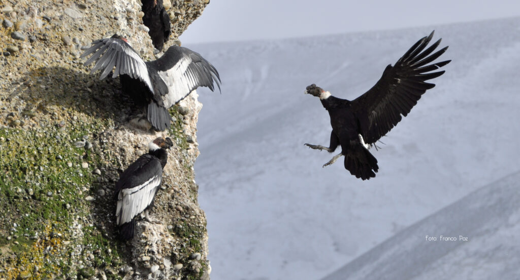 Cóndor andino, rey de los cielos patagónicos - Wou Noticias
